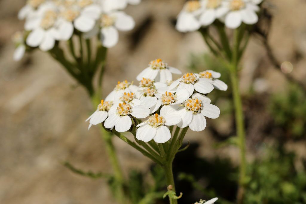 Kindschi - Bündner Iva' Liqueur