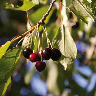 Etter - Original Zuger Kirsch Cherry Liqueur