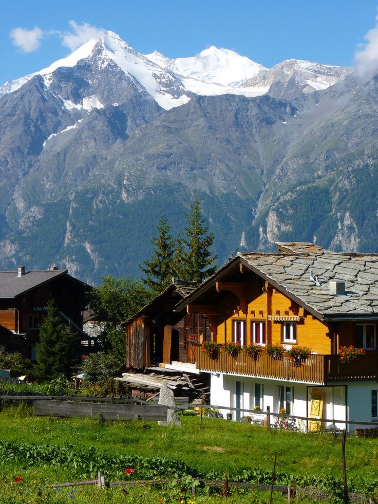 Swiss Alpine Herbs - Organic Alpine Herbs Tea